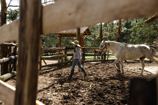 Equid Bilder – Durchsuchen 425,208 Archivfotos, Vektorgrafiken und ...