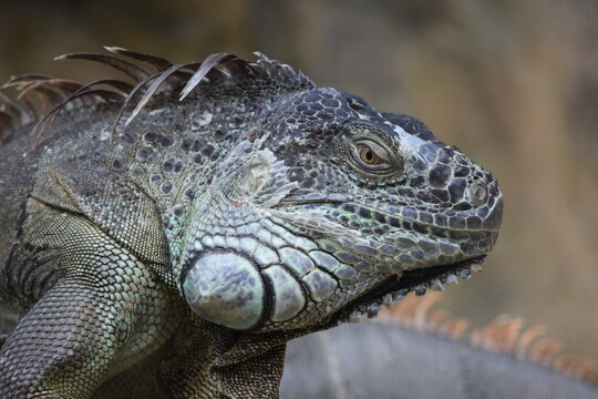 รูปภาพAcrodonta – เลือกดูภาพถ่ายสต็อก เวกเตอร์ และวิดีโอ11,557 | Adobe ...