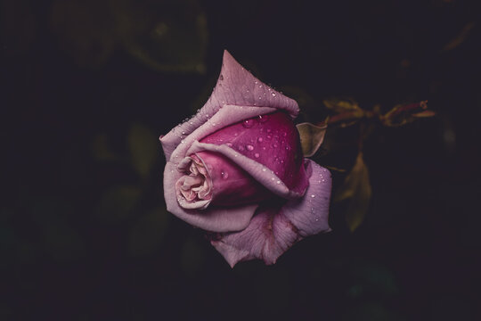 Pseudanthium Bilder – Durchsuchen 655,013 Archivfotos, Vektorgrafiken ...