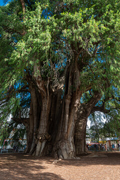 Ahuehuete bilder – Bläddra bland 271 stockfoton, vektorer och videor ...