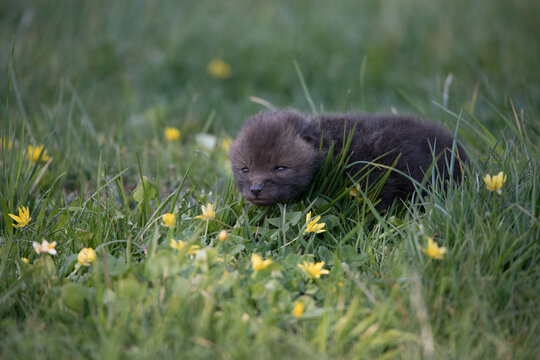 "Carnivorous Animal" bilder – Bläddra bland 937,562 stockfoton ...