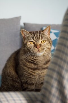 Kot 이미지 – 찾아보기 10,177 스톡 사진, 벡터 및 비디오 | Adobe Stock