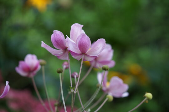 Annemone Bilder – Durchsuchen 466 Archivfotos, Vektorgrafiken und ...