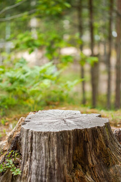 Tree Stump Hd