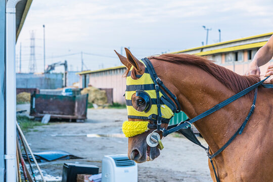 Blinkers Images – Browse 197,224 Stock Photos, Vectors, and Video ...