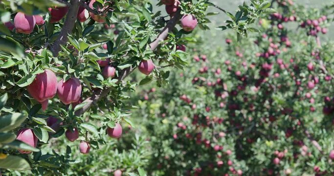 Apple Field Images – Browse 104,632 Stock Photos, Vectors, and Video ...