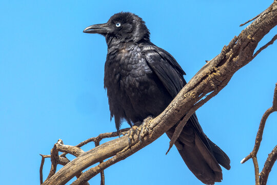 "Little Crow" Images – Browse 148 Stock Photos, Vectors, and Video ...