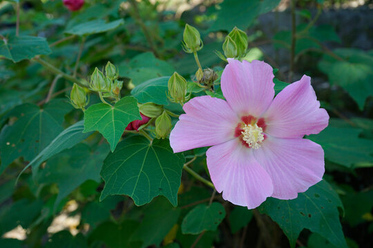 "Hibiscus Mutabilis"-Bilder: Stock-Fotos & -Videos. | Adobe Stock