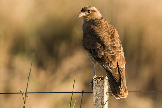 Imágenes de Chimango: descubre bancos de fotos, ilustraciones, vectores ...