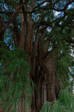 Ahuehuete bilder – Bläddra bland 271 stockfoton, vektorer och videor ...