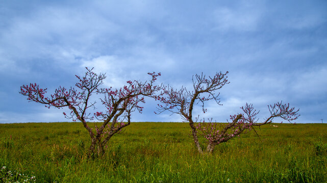 Pessegueiro Images – Browse 434 Stock Photos, Vectors, and Video ...