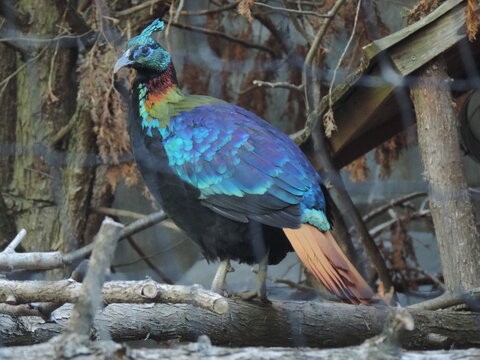 Lophophore Images – Browse 23 Stock Photos, Vectors, and Video | Adobe ...