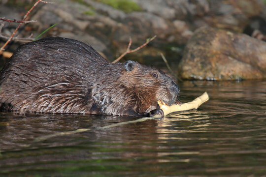 "Canadian Beaver" Images – Browse 1,881 Stock Photos, Vectors, and ...