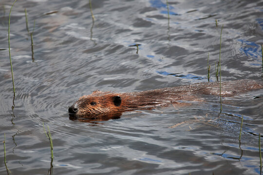 "Canadian Beaver" Images – Browse 1,230 Stock Photos, Vectors, and ...
