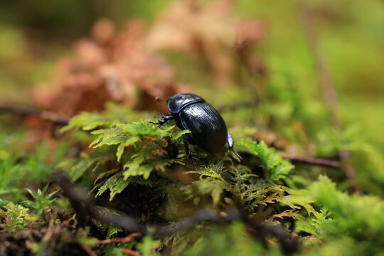 Insekte Images – Browse 122 Stock Photos, Vectors, and Video | Adobe Stock