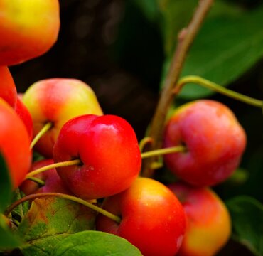 「Zierde」の写真素材 | 10,693件の無料イラスト画像 | Adobe Stock