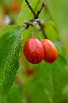 Dogberry-Tree-Bilder: Stock-Fotos & -Videos. | Adobe Stock