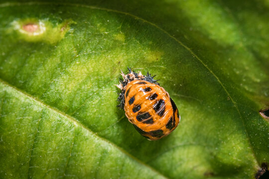 Spitzig bilder – Bläddra bland 460 stockfoton, vektorer och videor ...