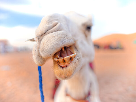 รูปภาพCamelin – เลือกดูภาพถ่ายสต็อก เวกเตอร์ และวิดีโอ9 | Adobe Stock