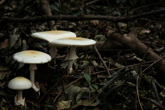 Wald-Champignon Bilder – Durchsuchen 2,964 Archivfotos, Vektorgrafiken ...