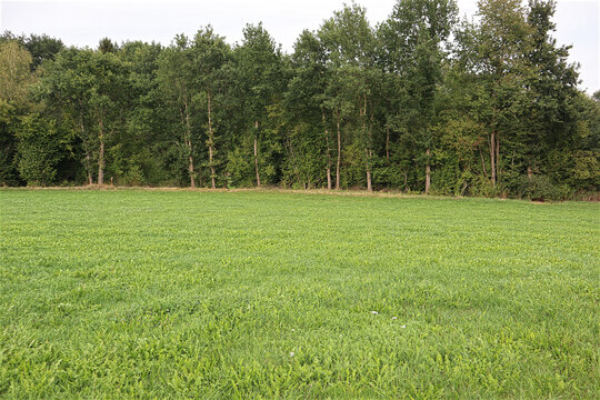 รูปภาพWald.waldwiese – เลือกดูภาพถ่ายสต็อก เวกเตอร์ และวิดีโอ525 ...