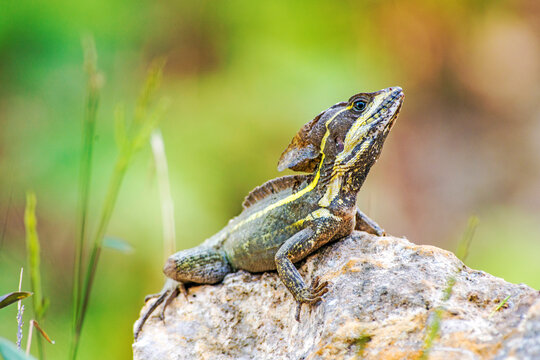 Basilisk bilder – Bläddra bland 10,534 stockfoton, vektorer och videor ...