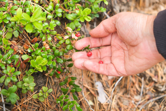 Cow-Berry Images – Browse 1,507 Stock Photos, Vectors, and Video ...