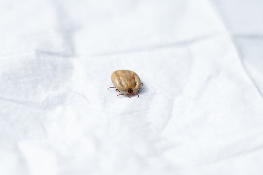 Acarian Bilder – Durchsuchen 9,359 Archivfotos, Vektorgrafiken und ...