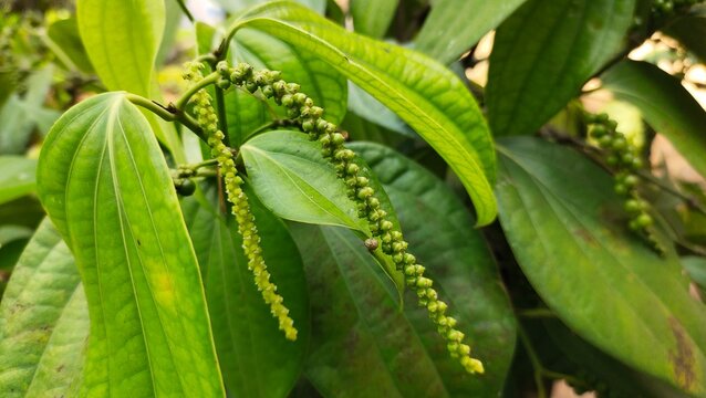 「Piperaceae」の画像 - 2,427 件の Stock 写真、ベクターおよびビデオ | Adobe Stock