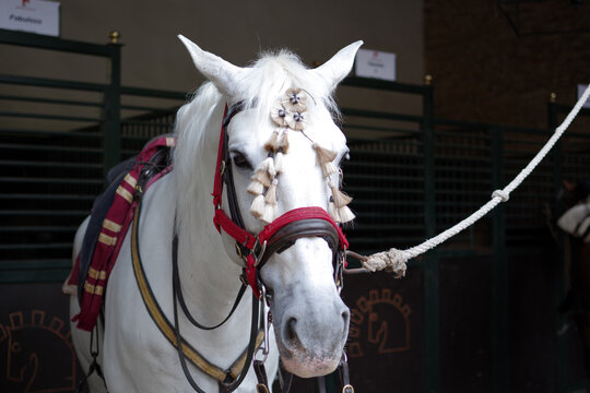 Chevalin Bilder – Durchsuchen 6,642 Archivfotos, Vektorgrafiken und ...