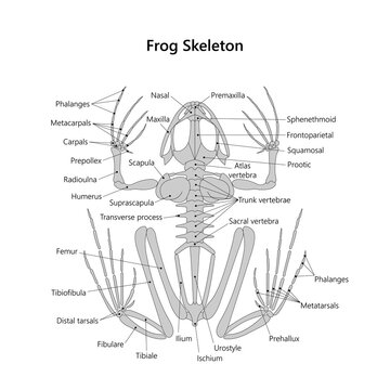 Skeletal System Of A Frog Ventral View