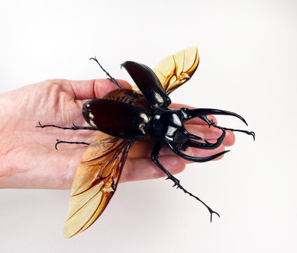 Hercules Beetle Wings