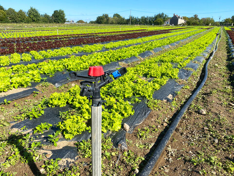 Arrosage Images – Browse 3,417 Stock Photos, Vectors, and Video | Adobe ...