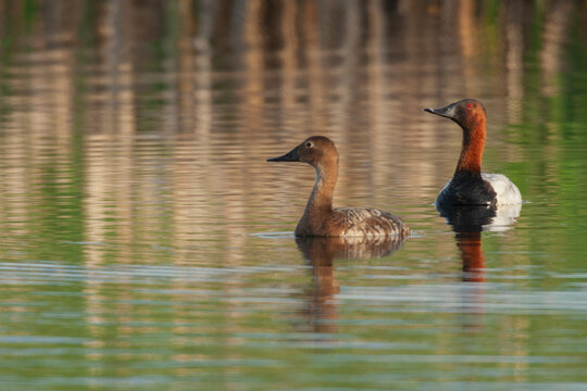 Canvasback Bilder – Durchsuchen 470 Archivfotos, Vektorgrafiken und ...