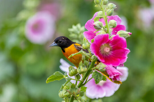 Pirole Bilder – Durchsuchen 7,500 Archivfotos, Vektorgrafiken und ...