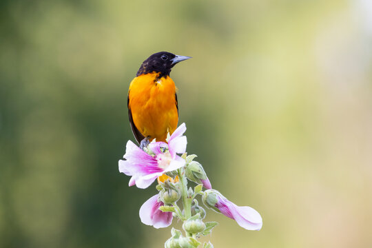 Pirole Bilder – Durchsuchen 7,500 Archivfotos, Vektorgrafiken und ...