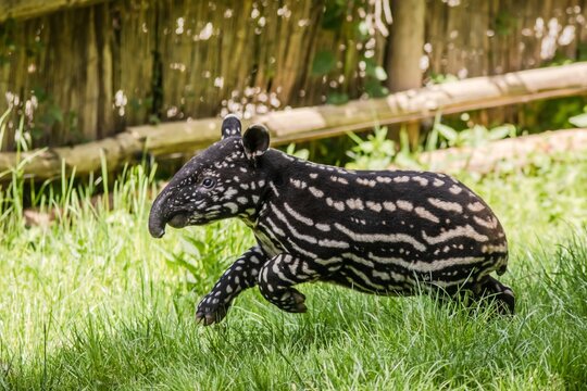 Asian Tapir