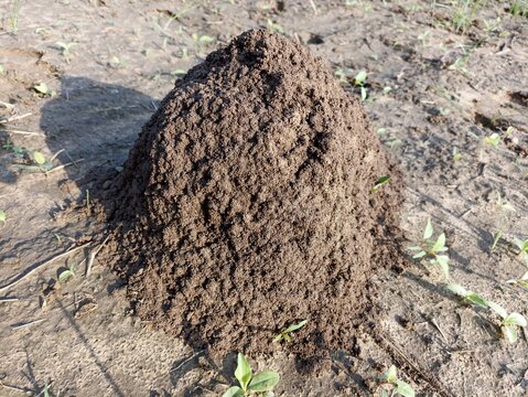 "Ant House" Images – Browse 232 Stock Photos, Vectors, and Video ...