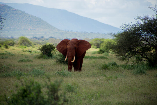 Pachiderma Bilder – Durchsuchen 777 Archivfotos, Vektorgrafiken und ...