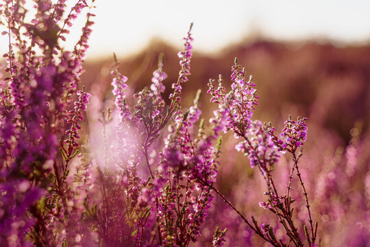 Heathers Flowers | Best Flower Site