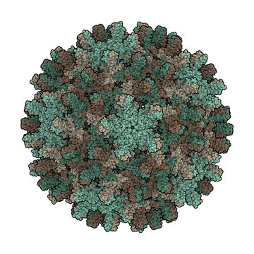 รูปภาพHepadnavirus – เลือกดูภาพถ่ายสต็อก เวกเตอร์ และวิดีโอ359 | Adobe ...