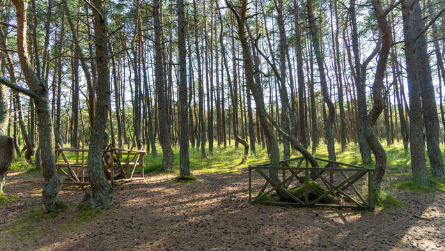 "Drunken Trees" Images – Browse 224 Stock Photos, Vectors, and Video ...