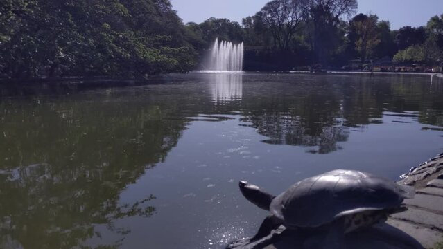 Toadhead Images – Browse 343 Stock Photos, Vectors, and Video | Adobe Stock