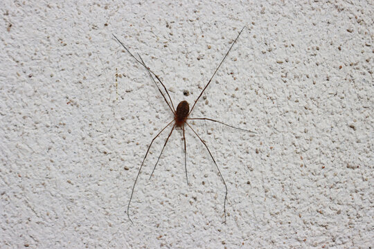 Pholcidae Bilder – Durchsuchen 1,356 Archivfotos, Vektorgrafiken und ...