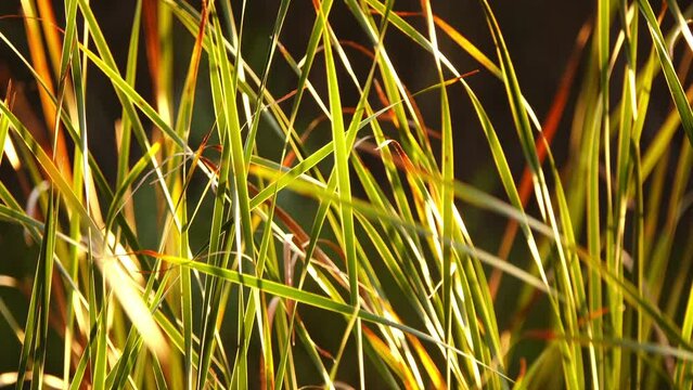 Carex Images – Browse 3,525 Stock Photos, Vectors, and Video | Adobe Stock