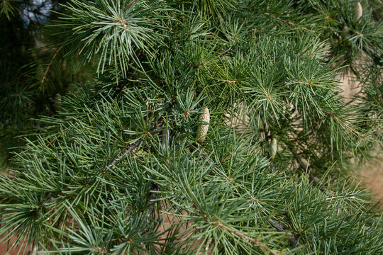 Imágenes de Pinacea: descubre bancos de fotos, ilustraciones, vectores ...