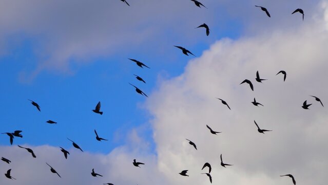 Imágenes de Flocks: descubre bancos de fotos, ilustraciones, vectores y ...