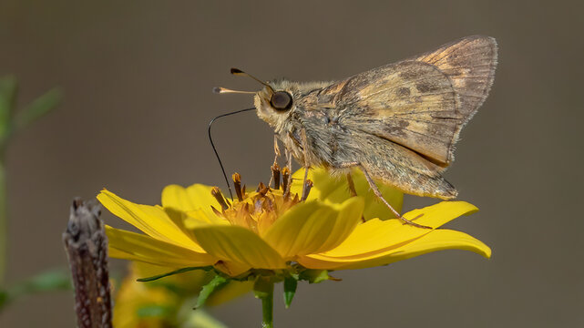 รูปภาพSkipper – เลือกดูภาพถ่ายสต็อก เวกเตอร์ และวิดีโอ62,068 | Adobe Stock