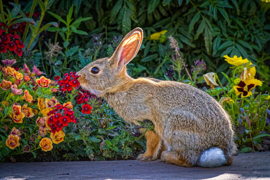 "Eastern Cottontail Rabbit" Images – Browse 1,070 Stock Photos, Vectors ...