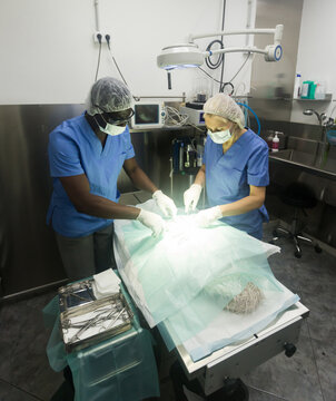 รูปภาพEmasculation – เลือกดูภาพถ่ายสต็อก เวกเตอร์ และวิดีโอ3,241 ...